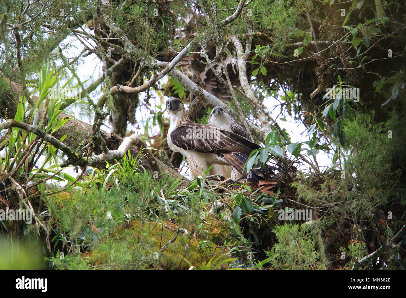 Great Philippine eagle (Pithecophaga jefferyi) nesting in Mindanao ...