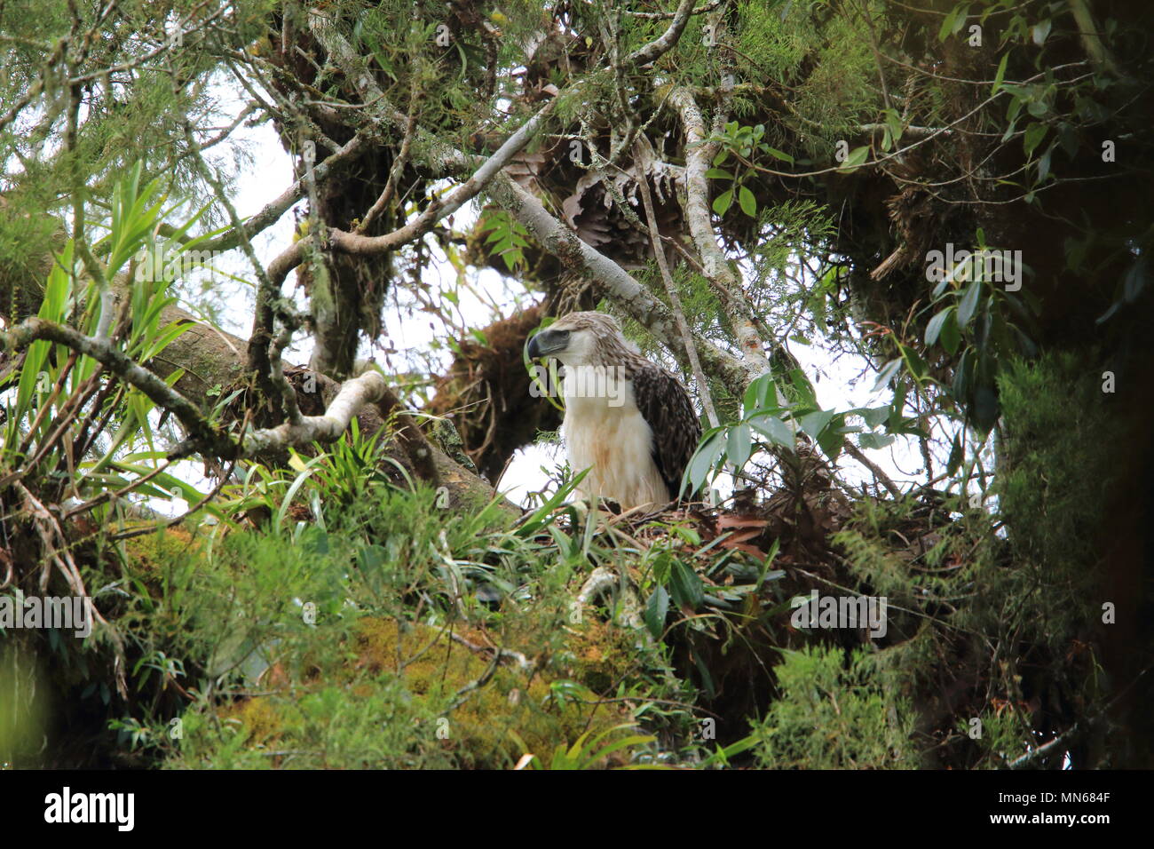 Great Philippine eagle (Pithecophaga jefferyi) nesting in Mindanao ...