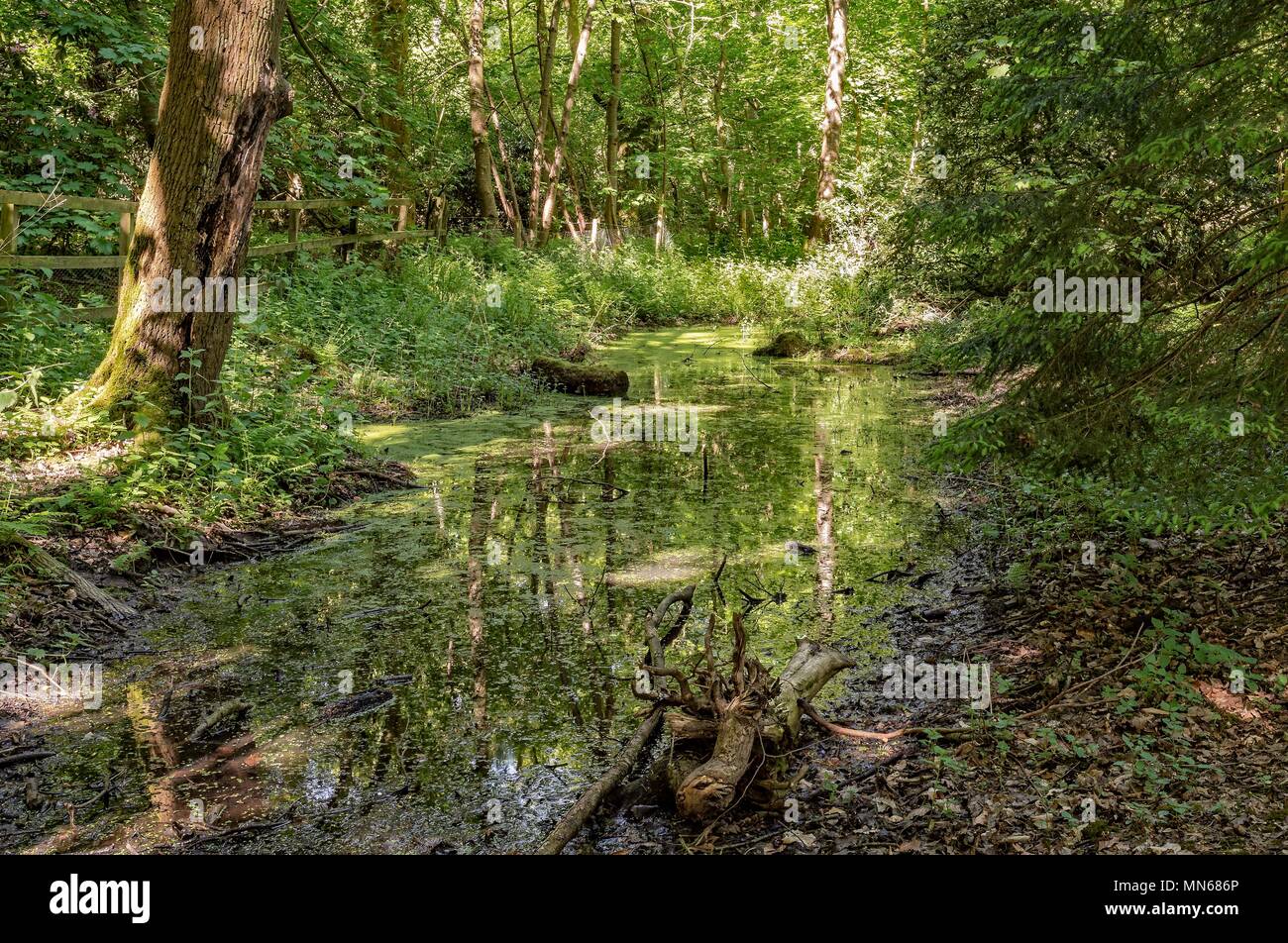 A stagnant pond in a woodland clearing. A part of a dead tree is in the ...