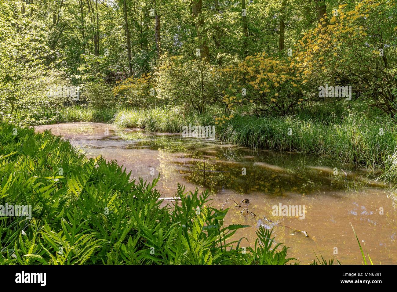A stagnant pond in a woodland clearing. Dead twigs are in the water and ...