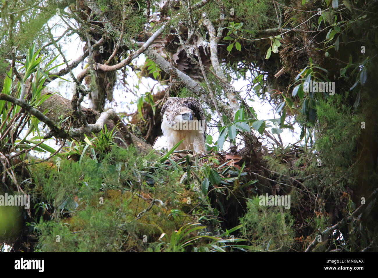 Great Philippine eagle (Pithecophaga jefferyi) nesting in Mindanao ...