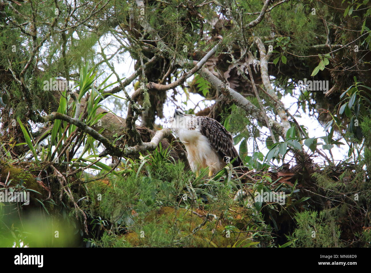 Great Philippine eagle (Pithecophaga jefferyi) nesting in Mindanao ...