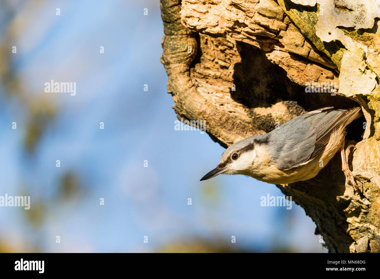 European nuthatch attending to its nest in the side of an ash tree in ...
