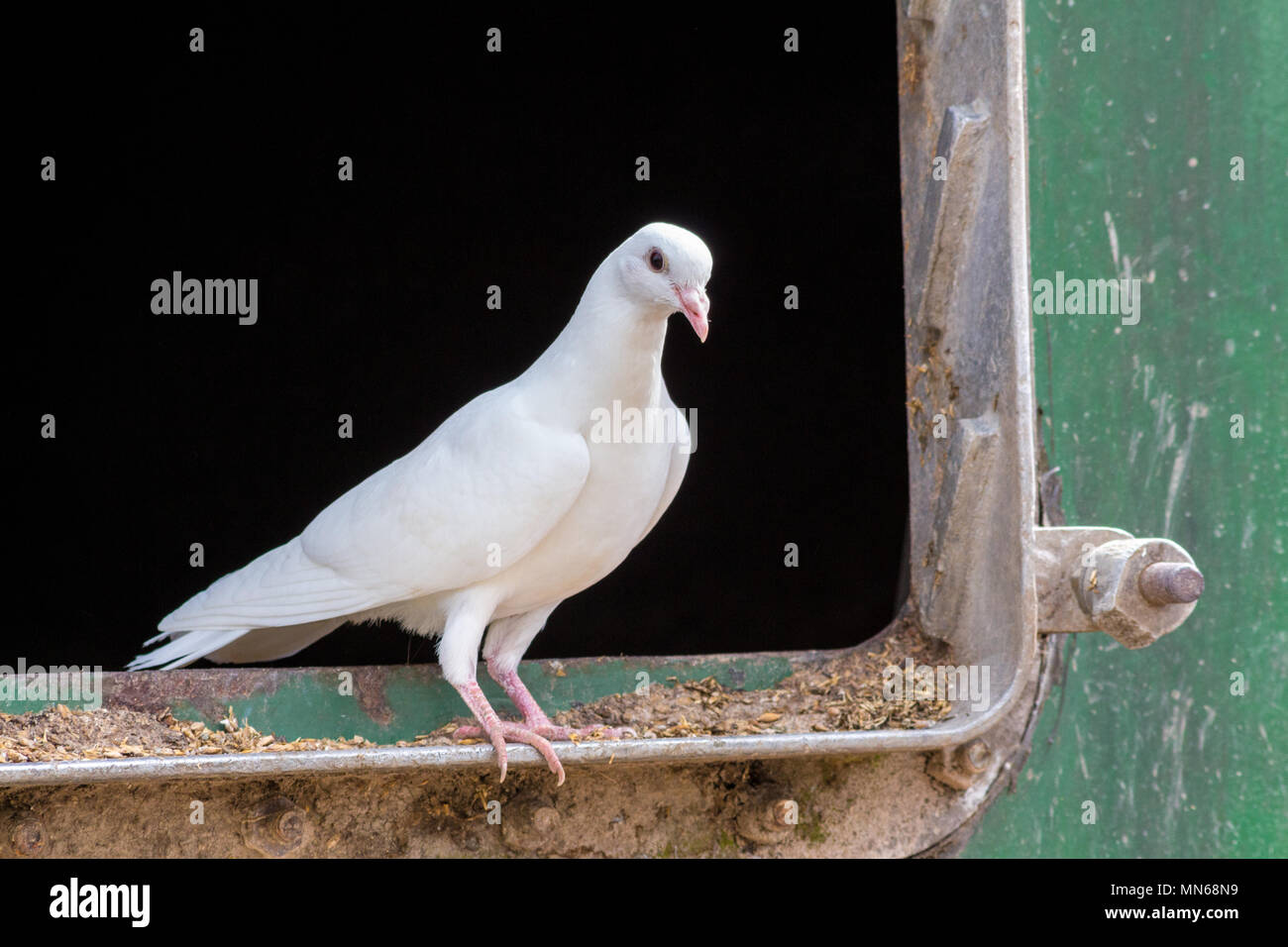 Elegant dove looking pretty sitting in a farmyard Stock Photo - Alamy