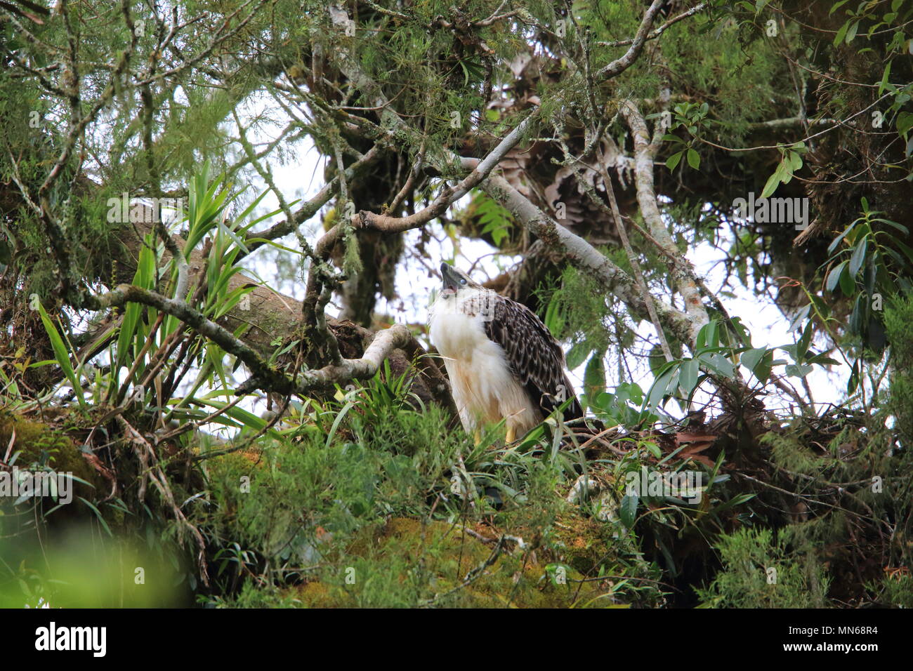 Great Philippine eagle (Pithecophaga jefferyi) nesting in Mindanao ...