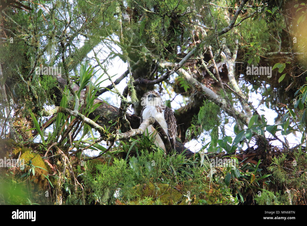 Great Philippine eagle (Pithecophaga jefferyi) nesting in Mindanao ...