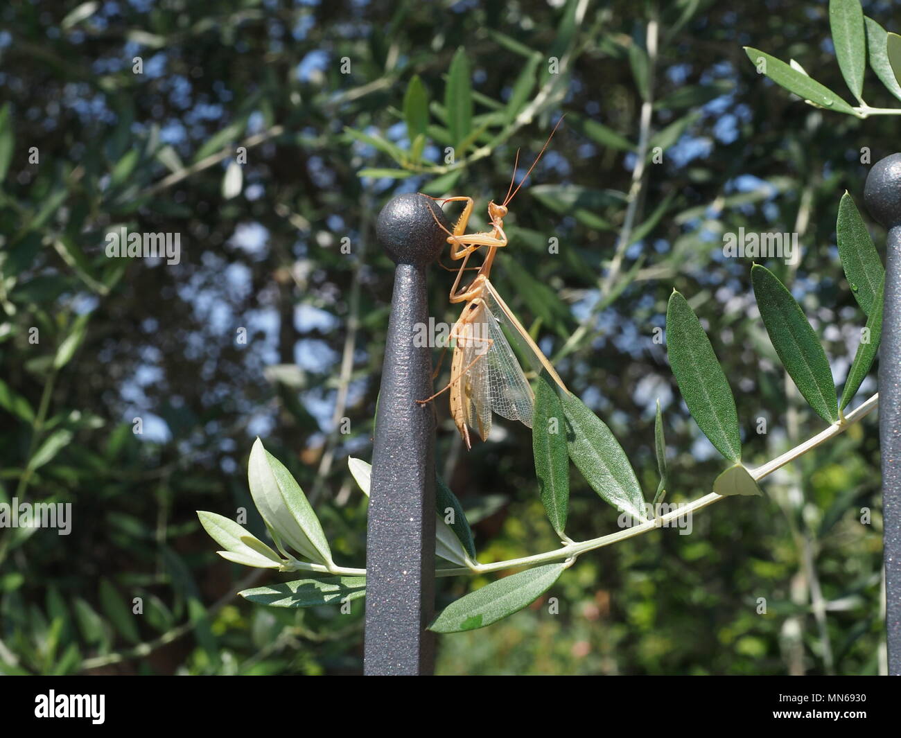 Sand coloured Praying Mantis on fencepost Stock Photo - Alamy