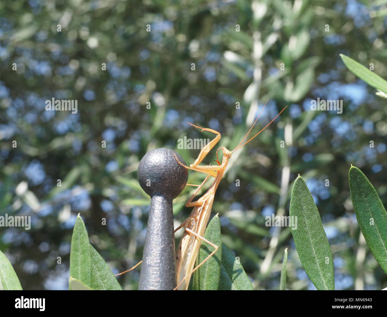 Mantis on the sand hi-res stock photography and images - Alamy