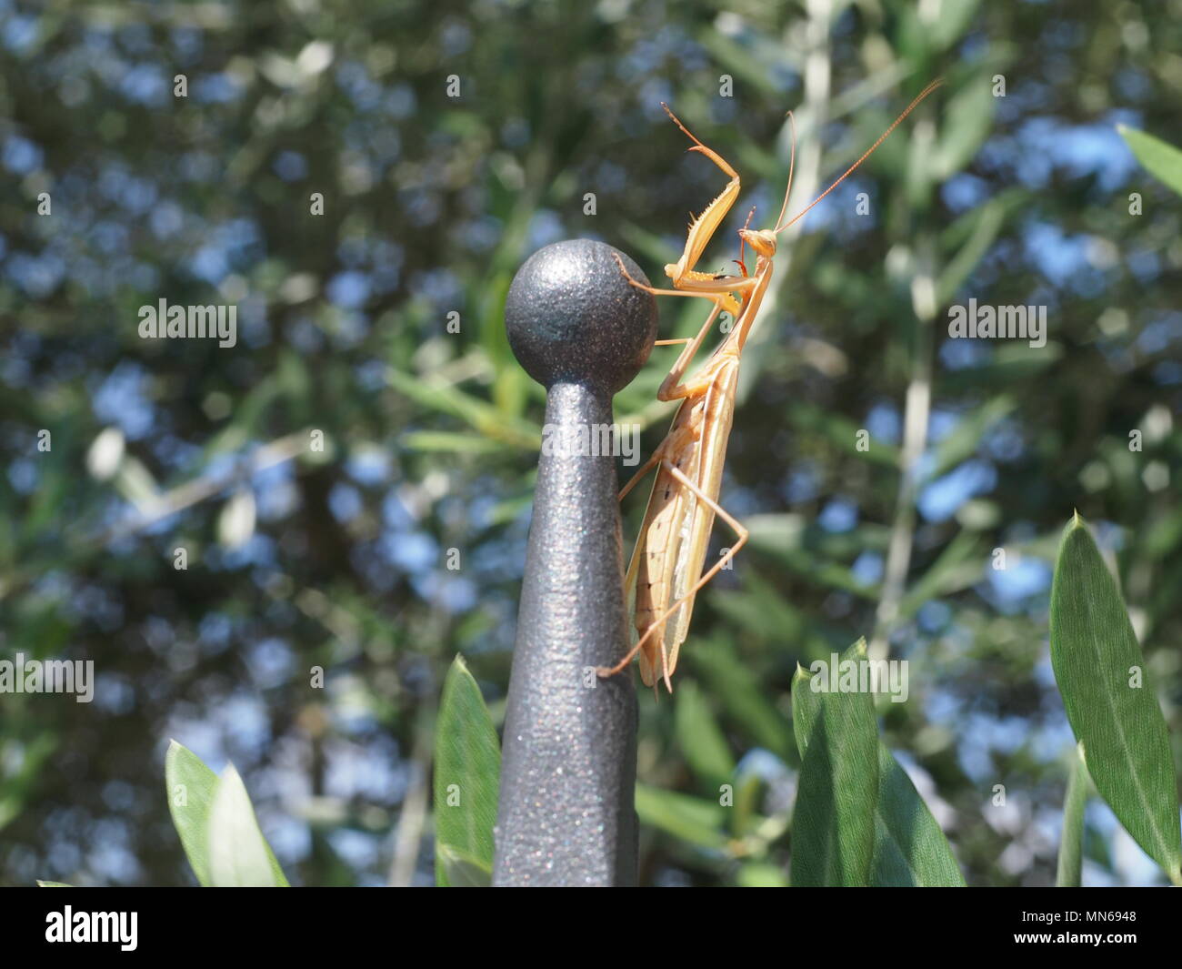 Mantis on the sand hi-res stock photography and images - Alamy