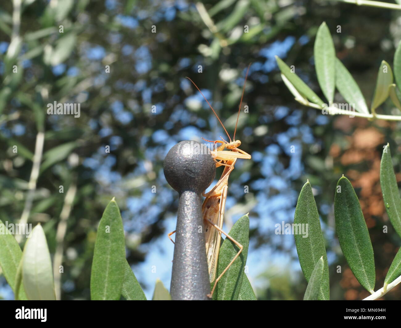 Mantis on the sand hi-res stock photography and images - Alamy