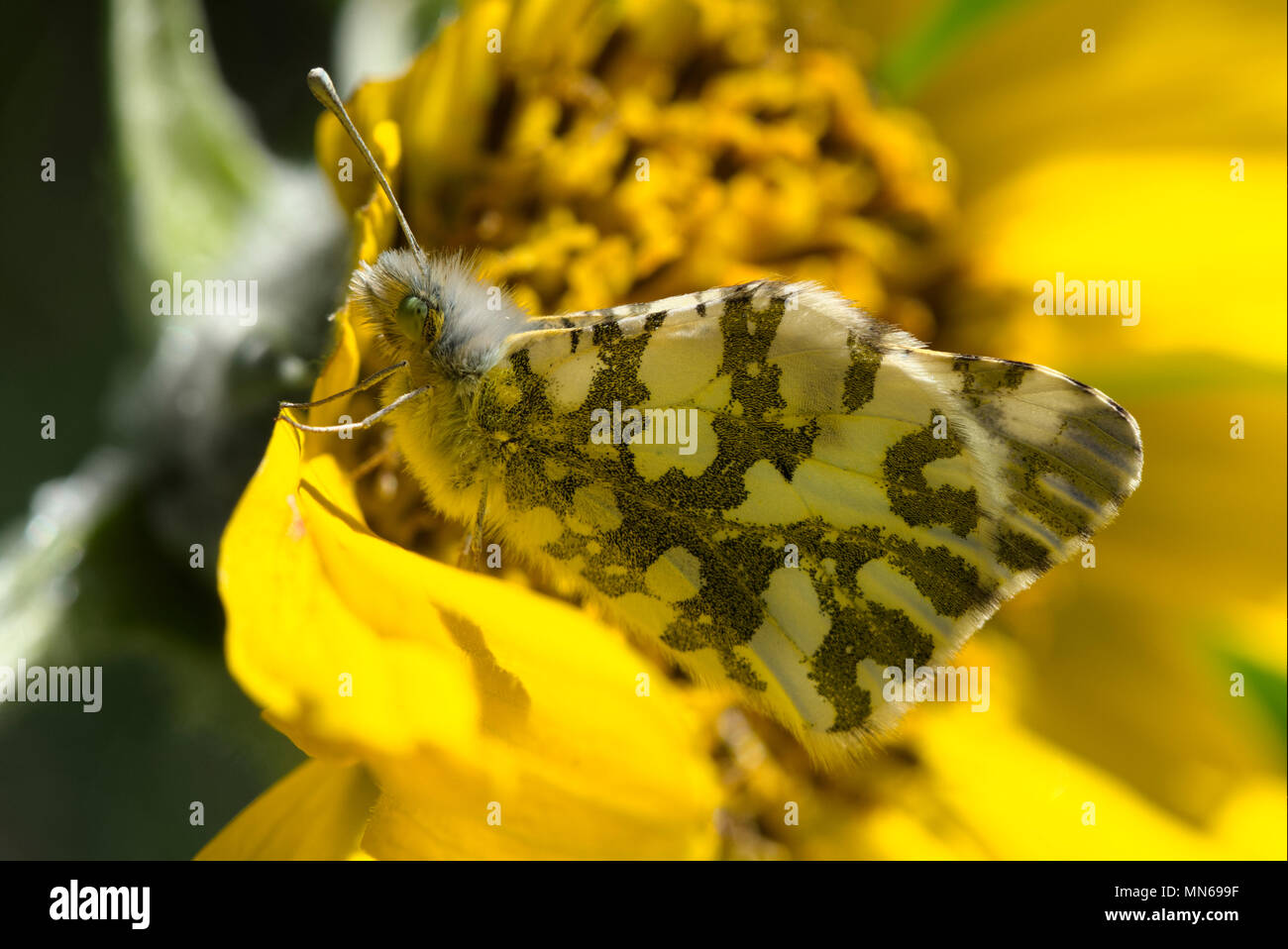 Marble range hi-res stock photography and images - Alamy