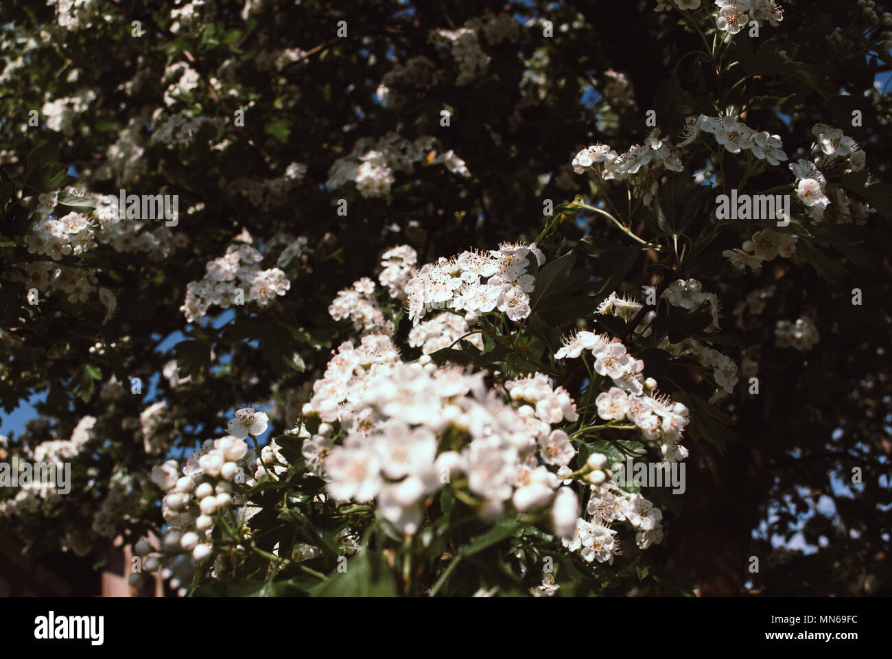 Hawthorne tree and spring flowers hi-res stock photography and images ...