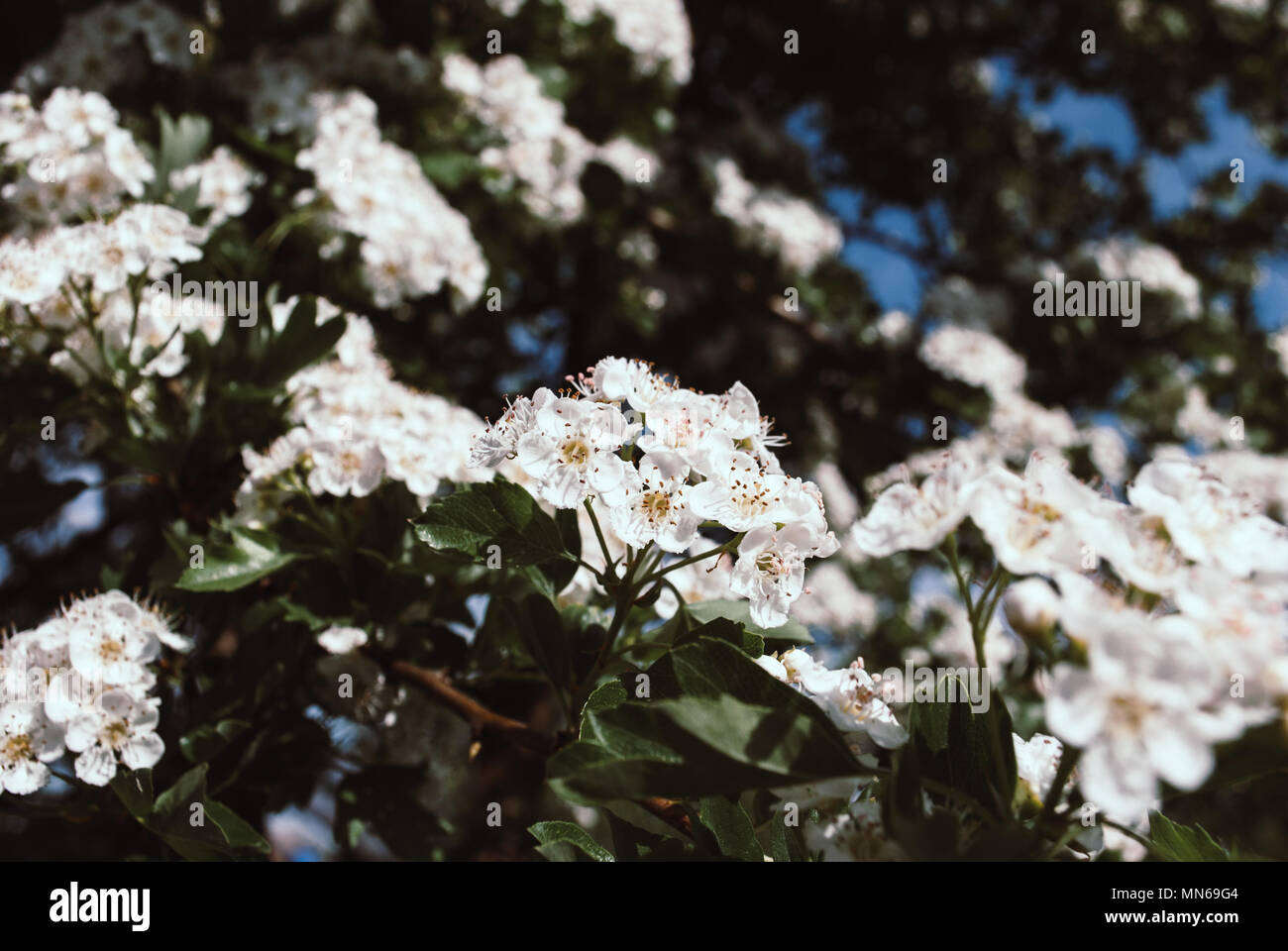 Hawthorn blossom flower on tree. Spring nature background white flowers ...