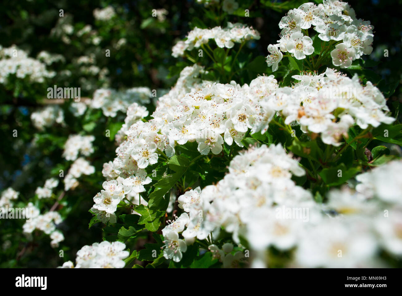 Hawthorne tree and spring flowers hi-res stock photography and images ...
