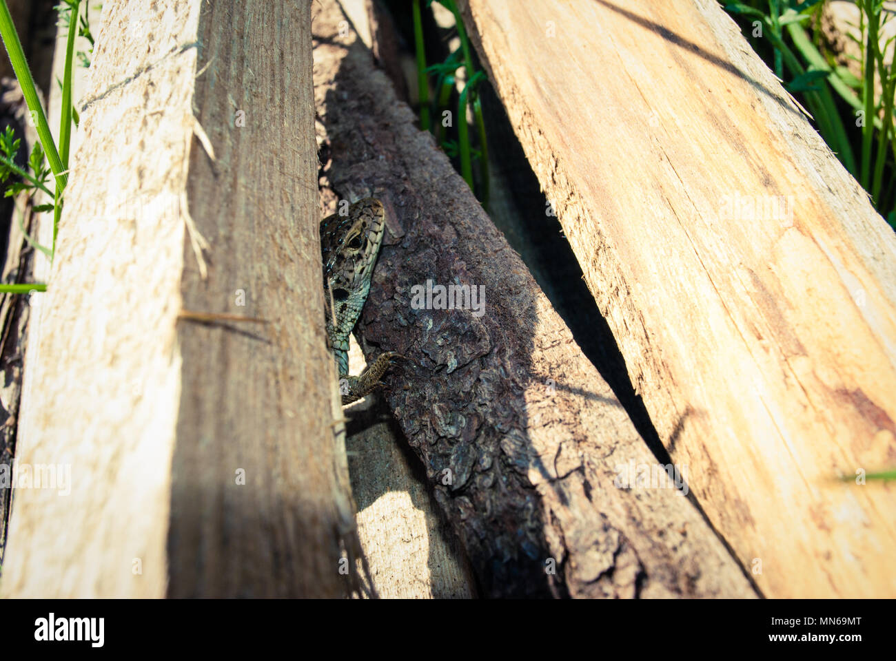 Lizards in asian countries hi-res stock photography and images - Alamy