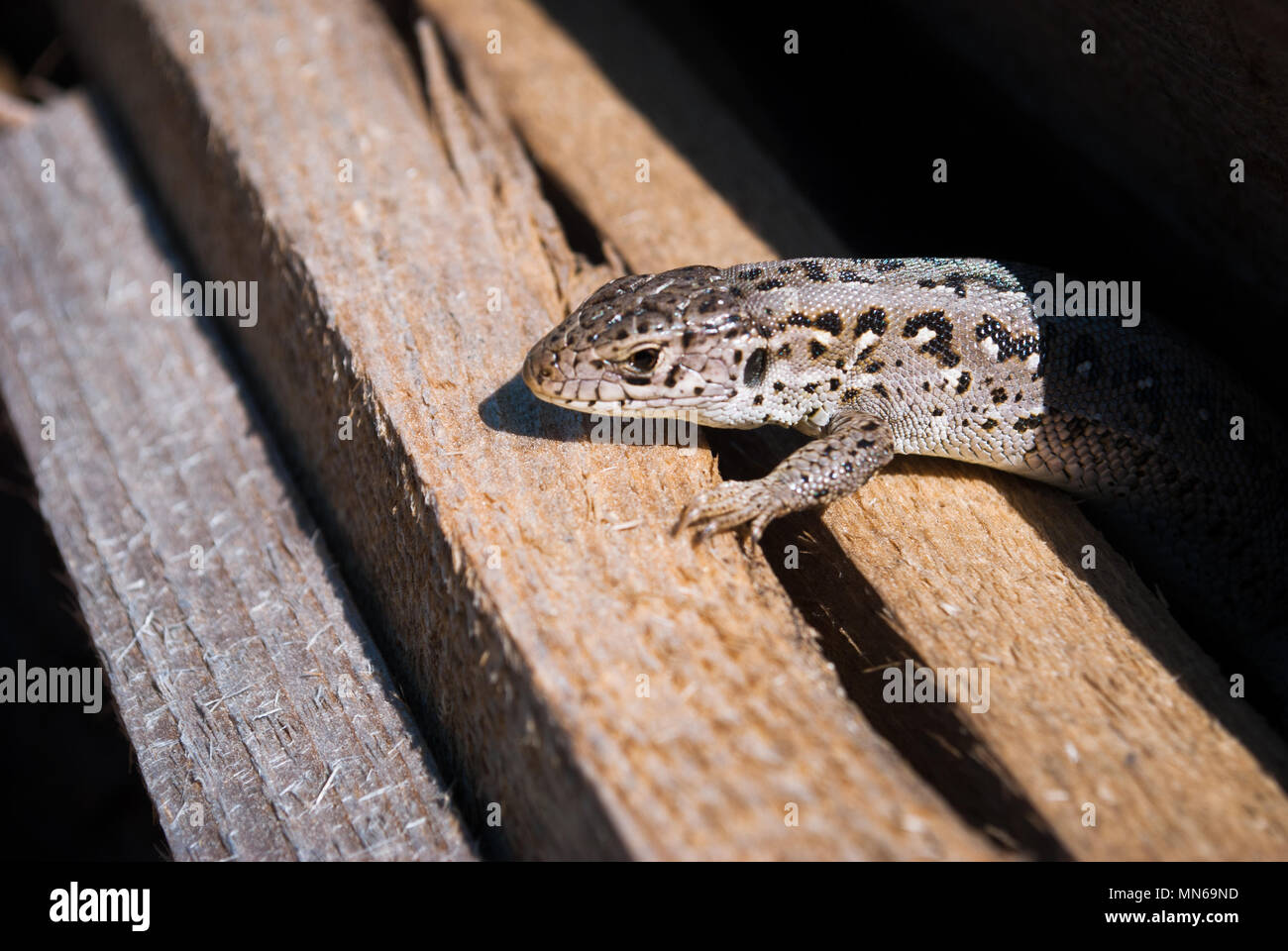 Territorial during breeding season hi-res stock photography and images ...