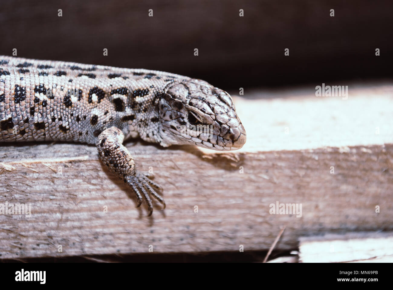 Lizards in asian countries hi-res stock photography and images - Alamy