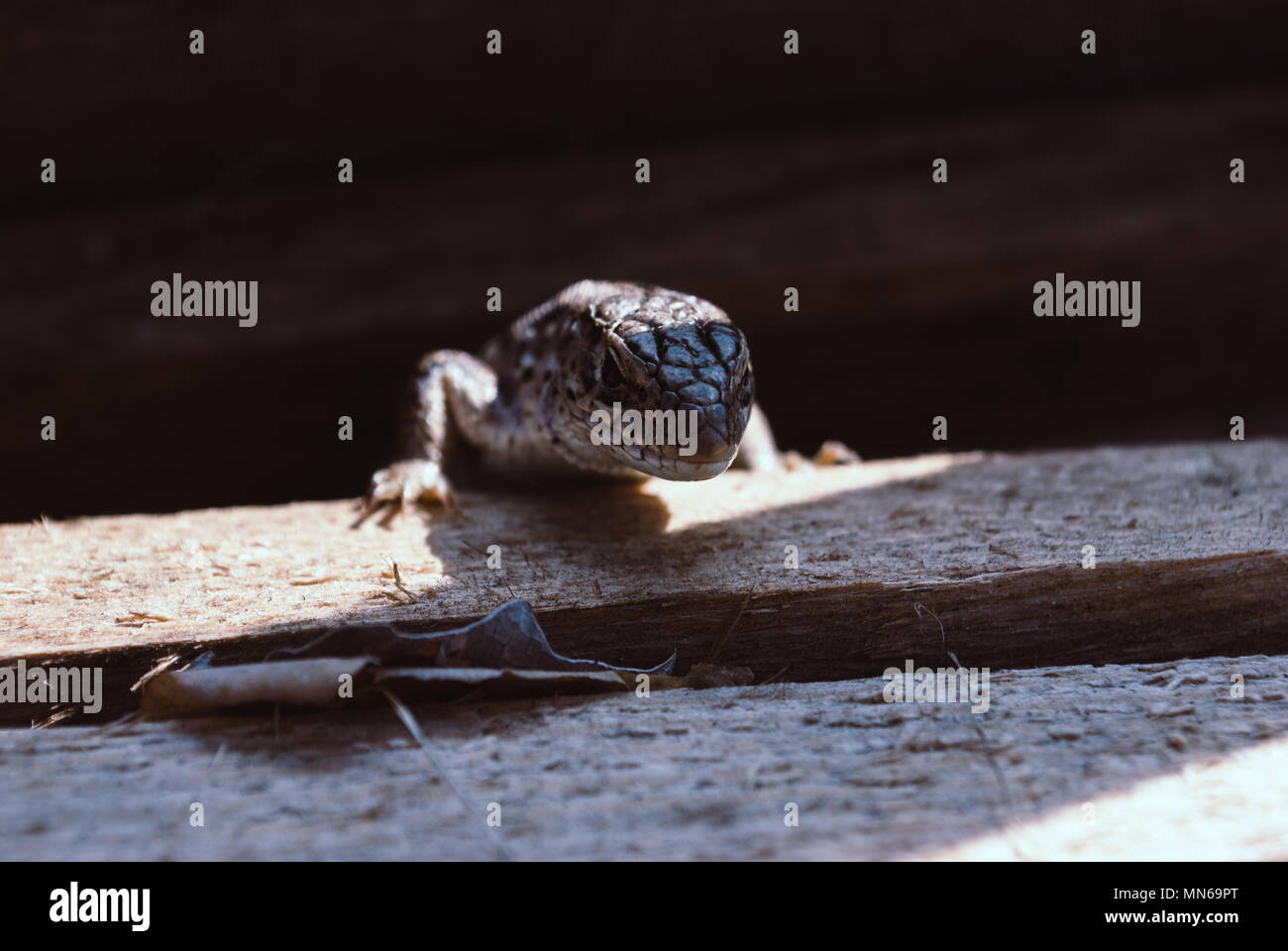 Asian lizards tail hi-res stock photography and images - Alamy