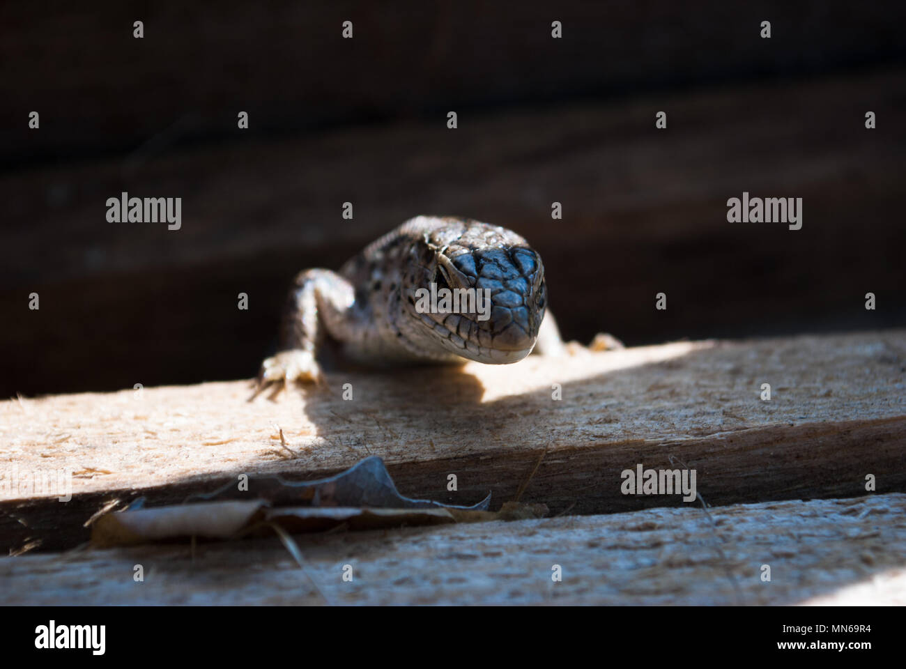 Lizards in asian countries hi-res stock photography and images - Alamy