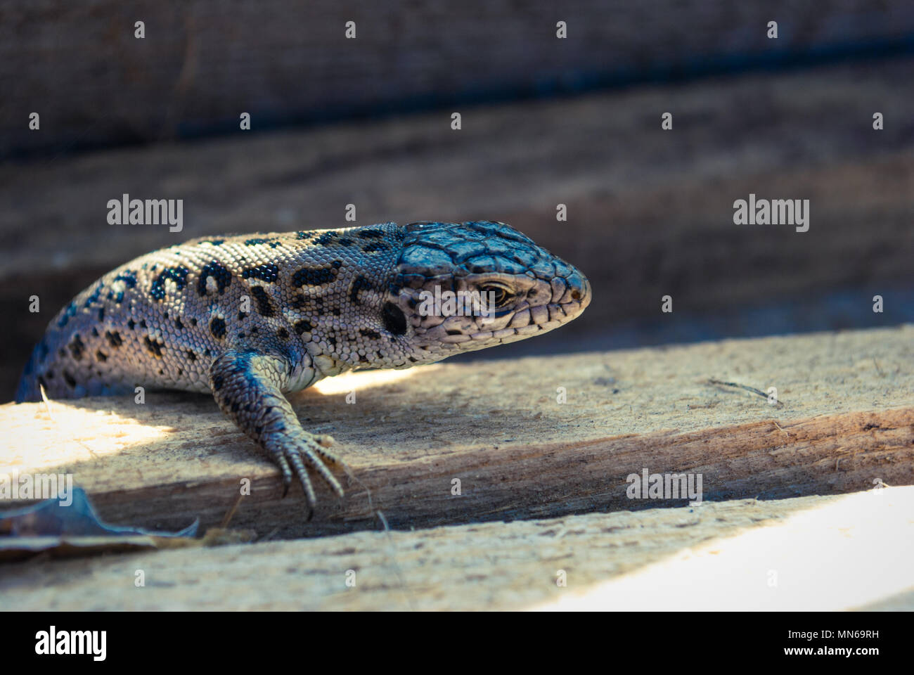 Lizards in asian countries hi-res stock photography and images - Alamy