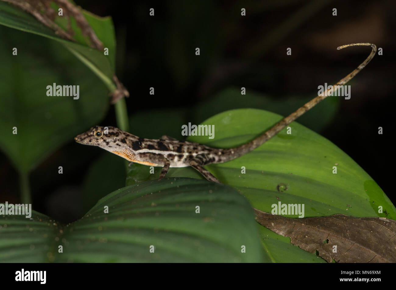 Water Anole, Anolis aquaticus, Dactyloidae, Corcovado National Park ...