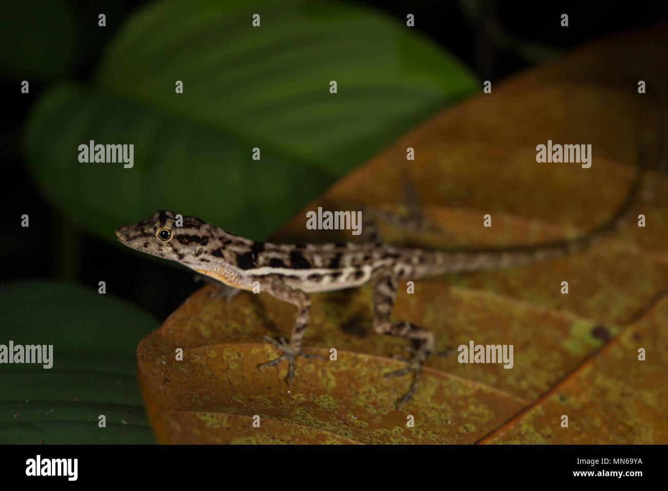 Water Anole, Anolis aquaticus, Dactyloidae, Corcovado National Park ...