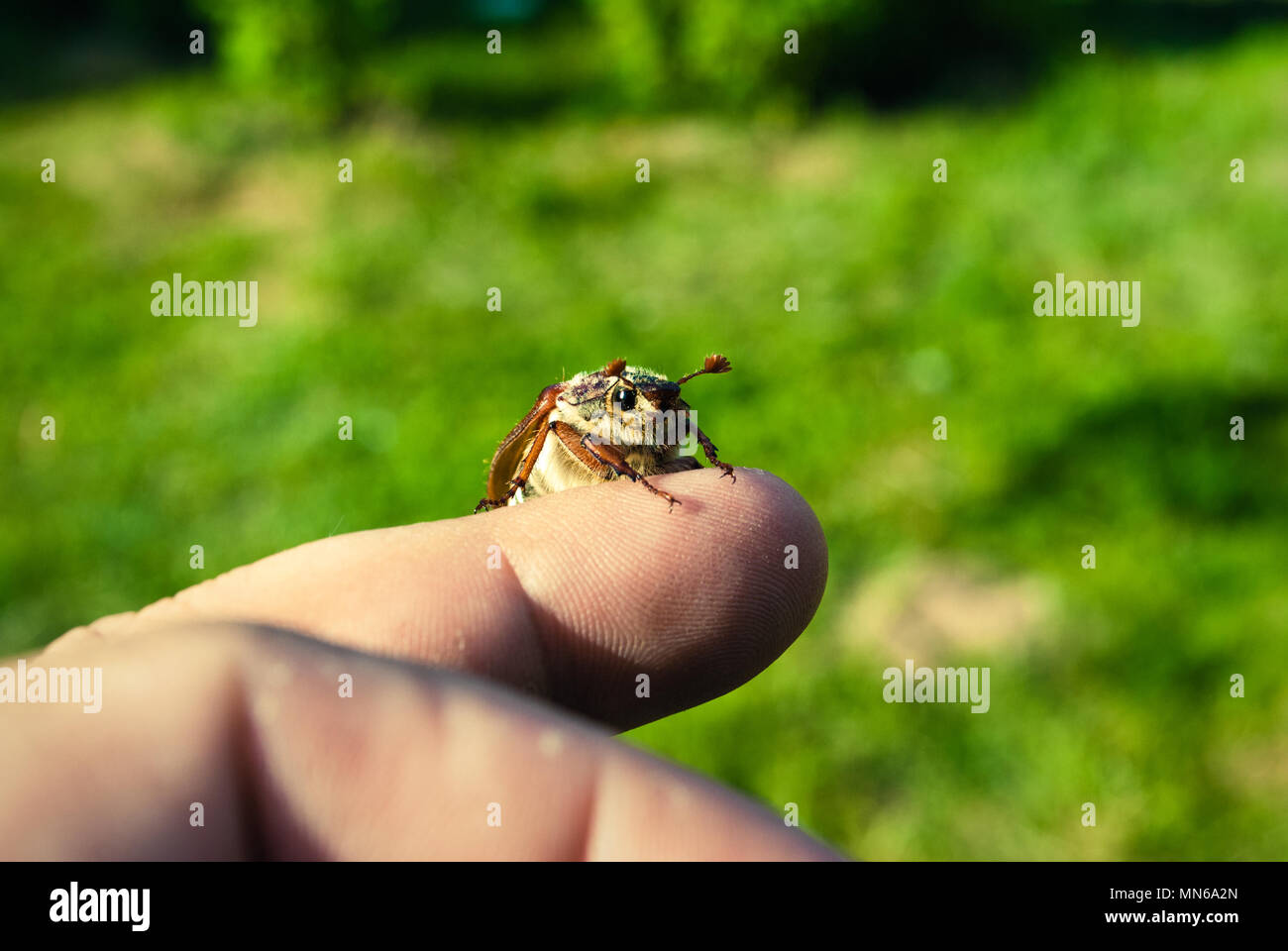 June bug hi-res stock photography and images - Alamy