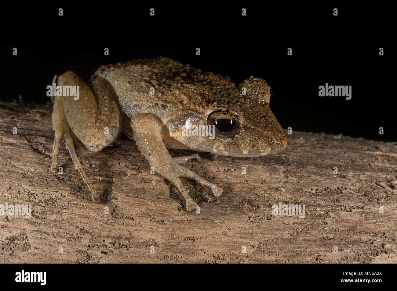 Slim-fingered Rain Frog, Craugastor crassidigitus, Craugastoridae ...