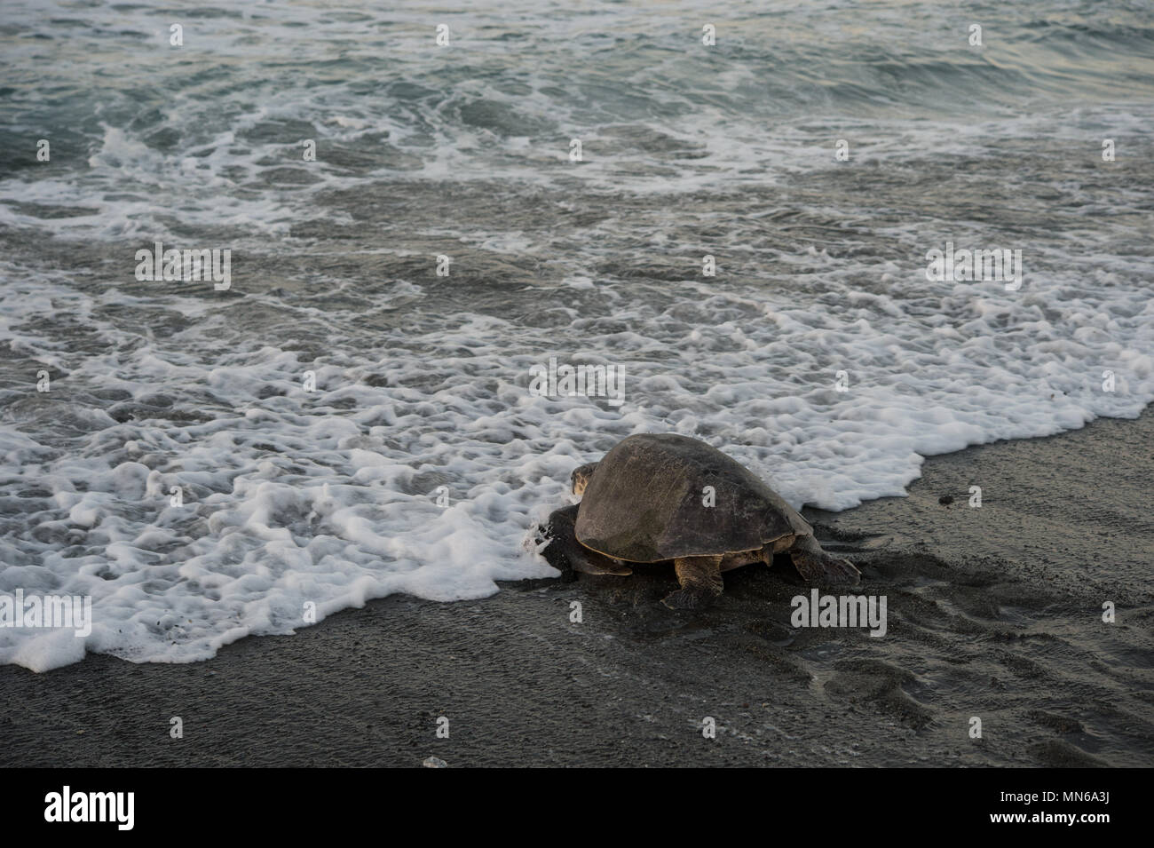 Olive Ridley Green Turtle, Lepidochelys olivacea, during spawning ...