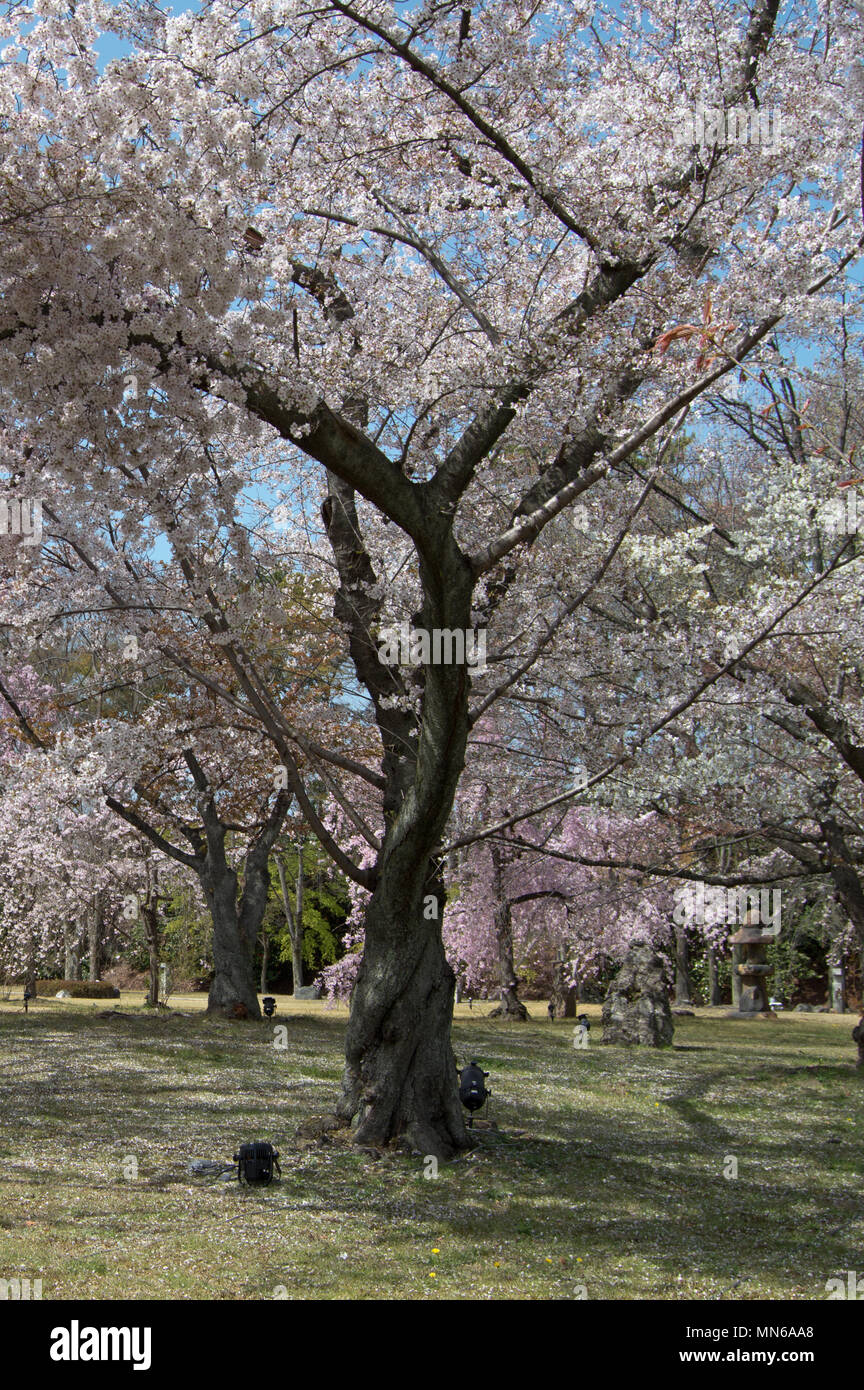 Large cherry-trees in full bloom during sakura season in Kyoto, Japan ...