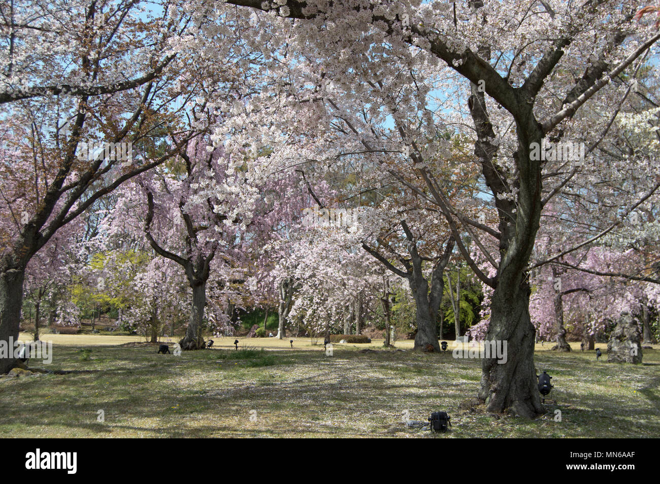 Large cherry-trees in full bloom during sakura season in Kyoto, Japan ...
