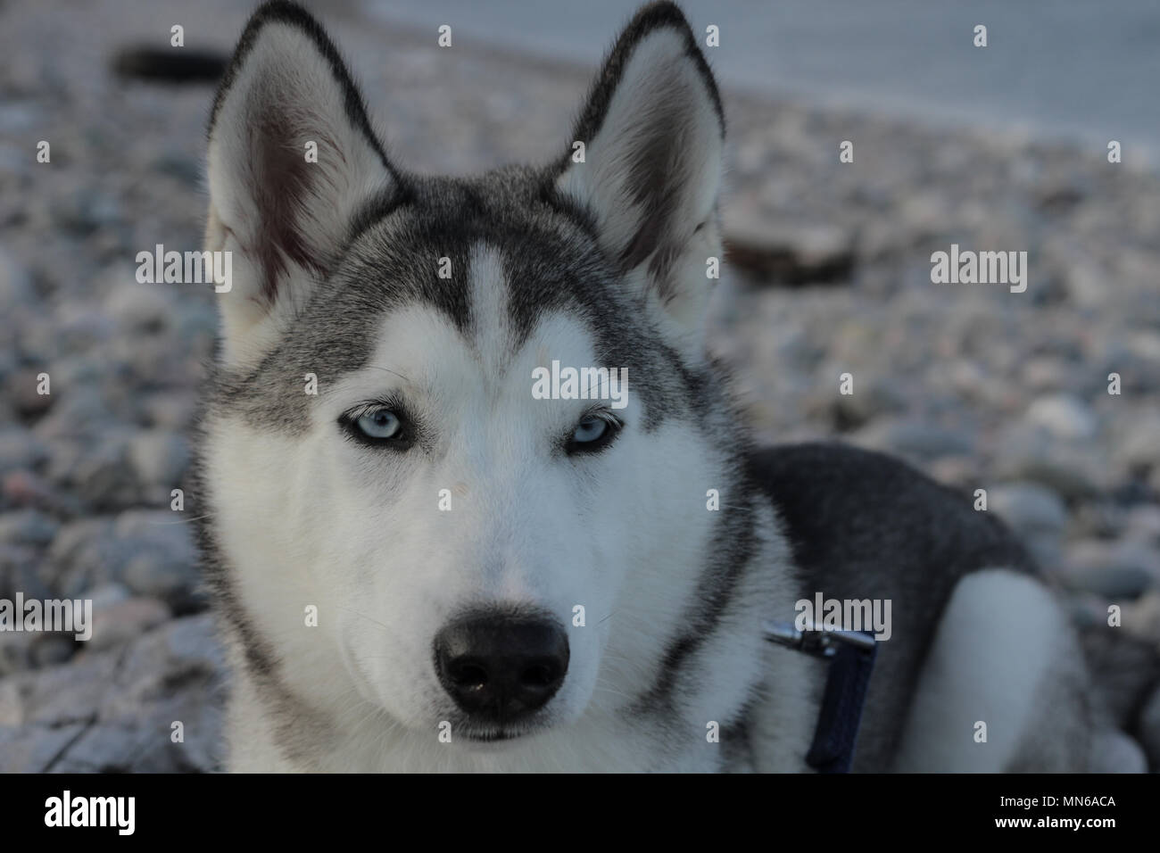 A Siberian Husky laying on a rocky beach in St. Anns, Nova Scotia Stock ...
