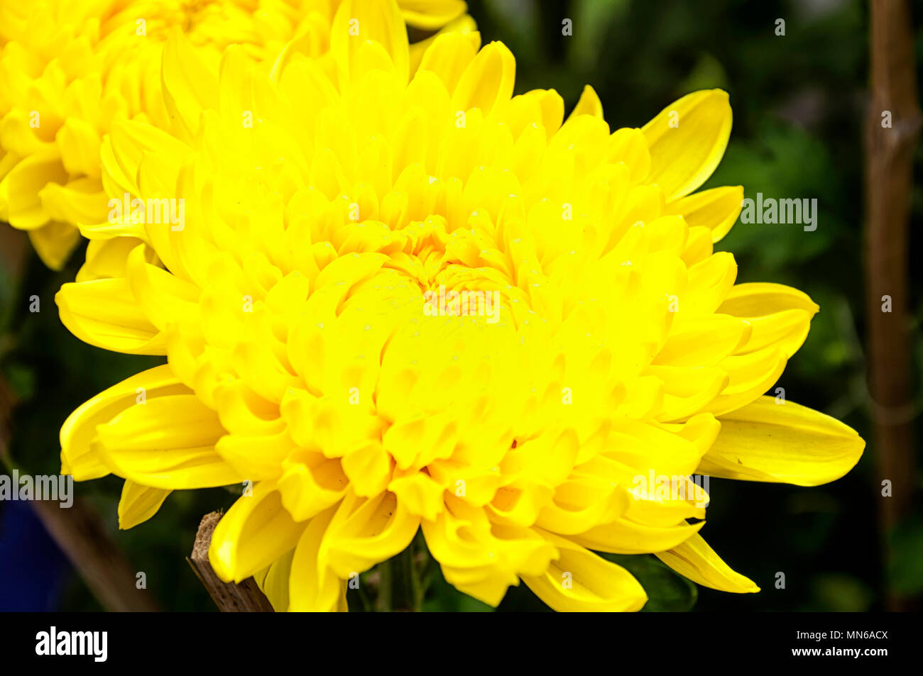 Giant yellow chrysanthemums blooming in Ho Chi Minh City in South ...