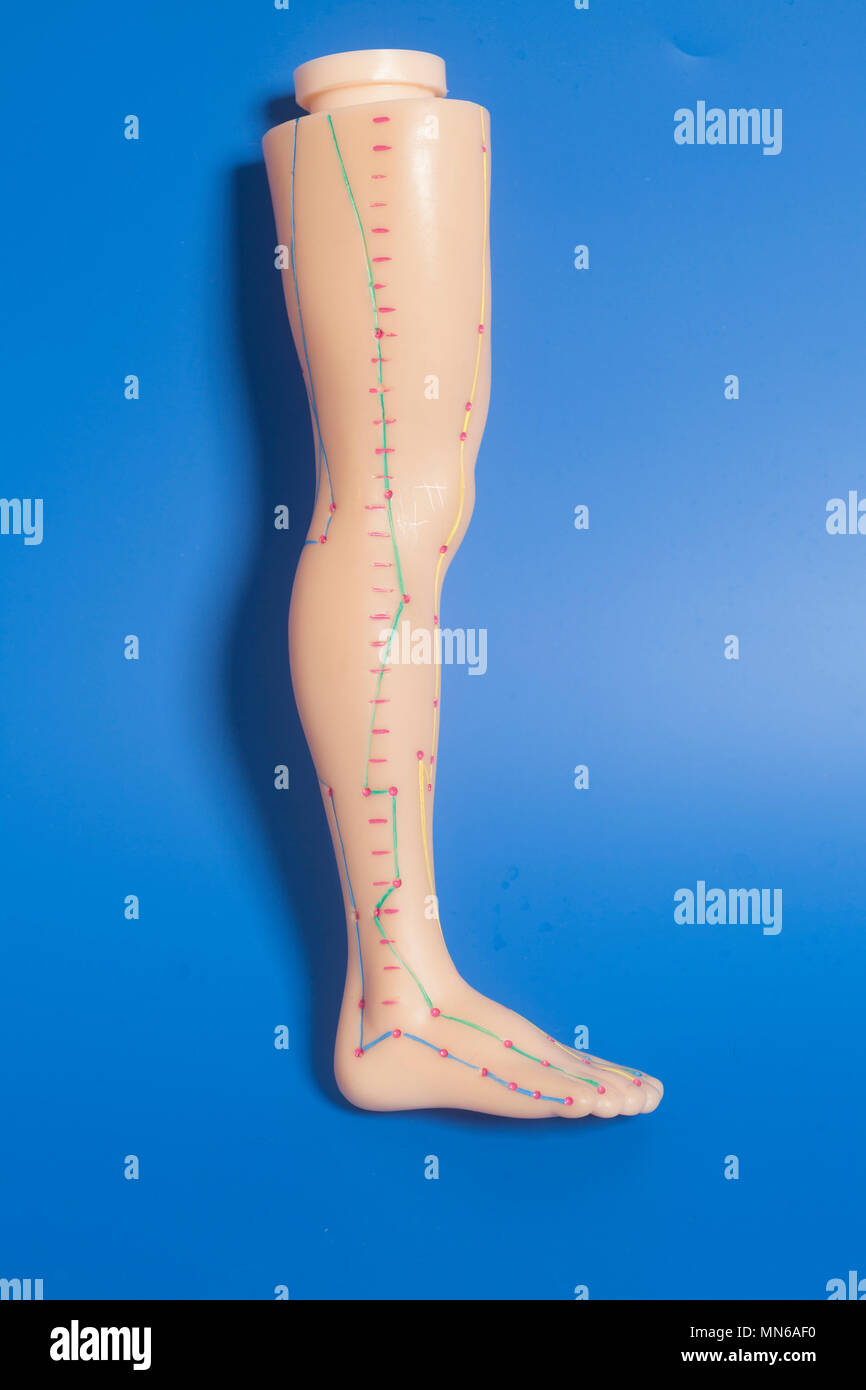 Medical acupuncture model of human leg on blue background Stock Photo ...