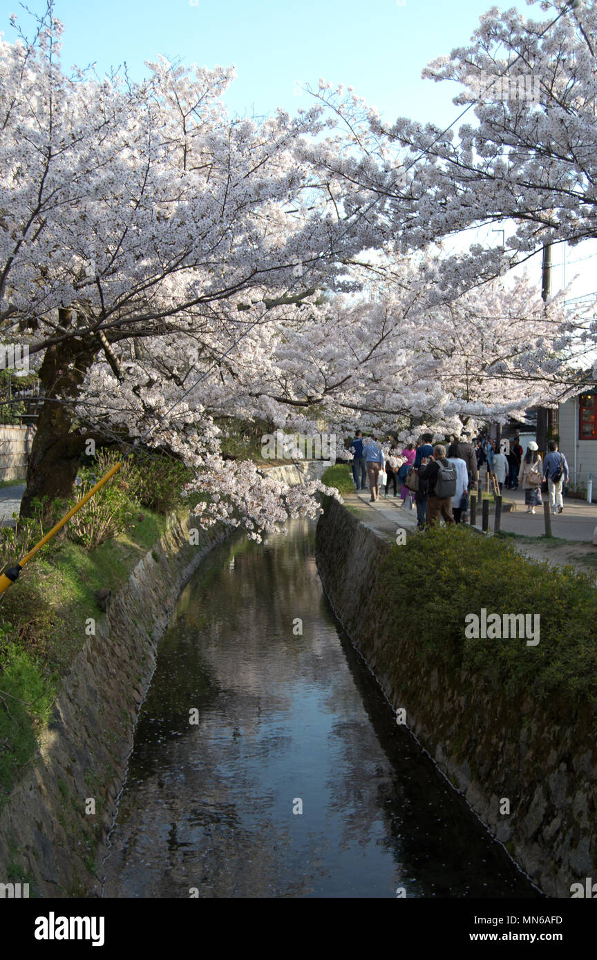 The Philosopher's Path in cherry-blossom/sakura season, Kyoto, Japan ...