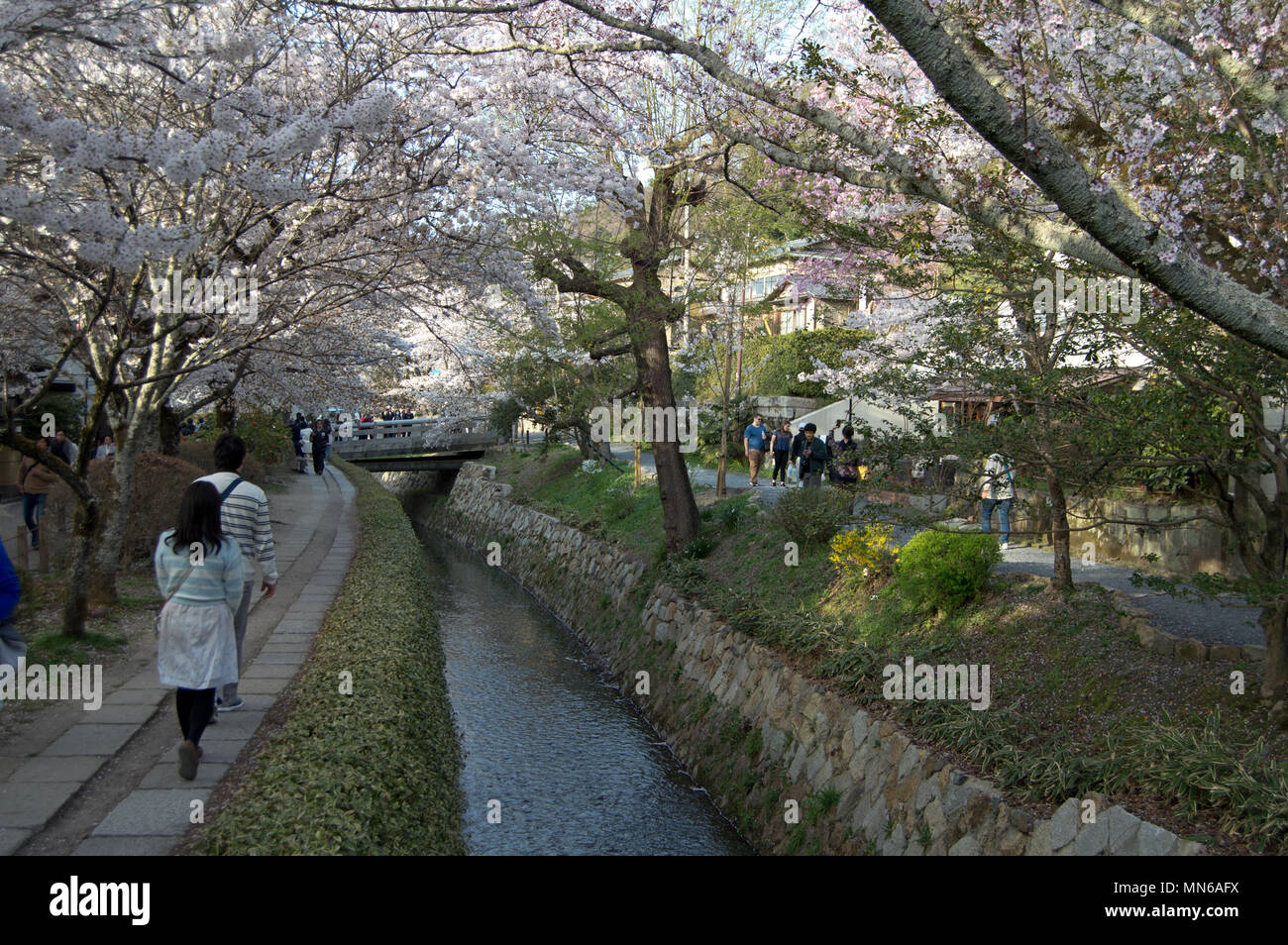Visitors walk down the Philosopher's Path in cherry-blossom/sakura ...