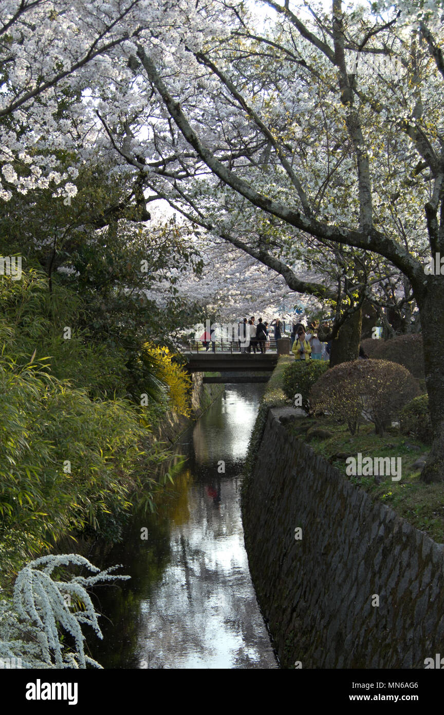 The Philosopher's Path in cherry-blossom/sakura season, Kyoto, Japan ...