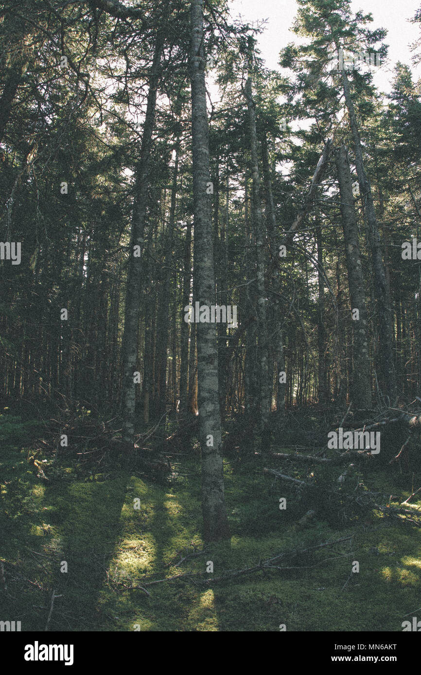 Boreal Coniferous Forest Stock Photos & Boreal Coniferous Forest Stock ...