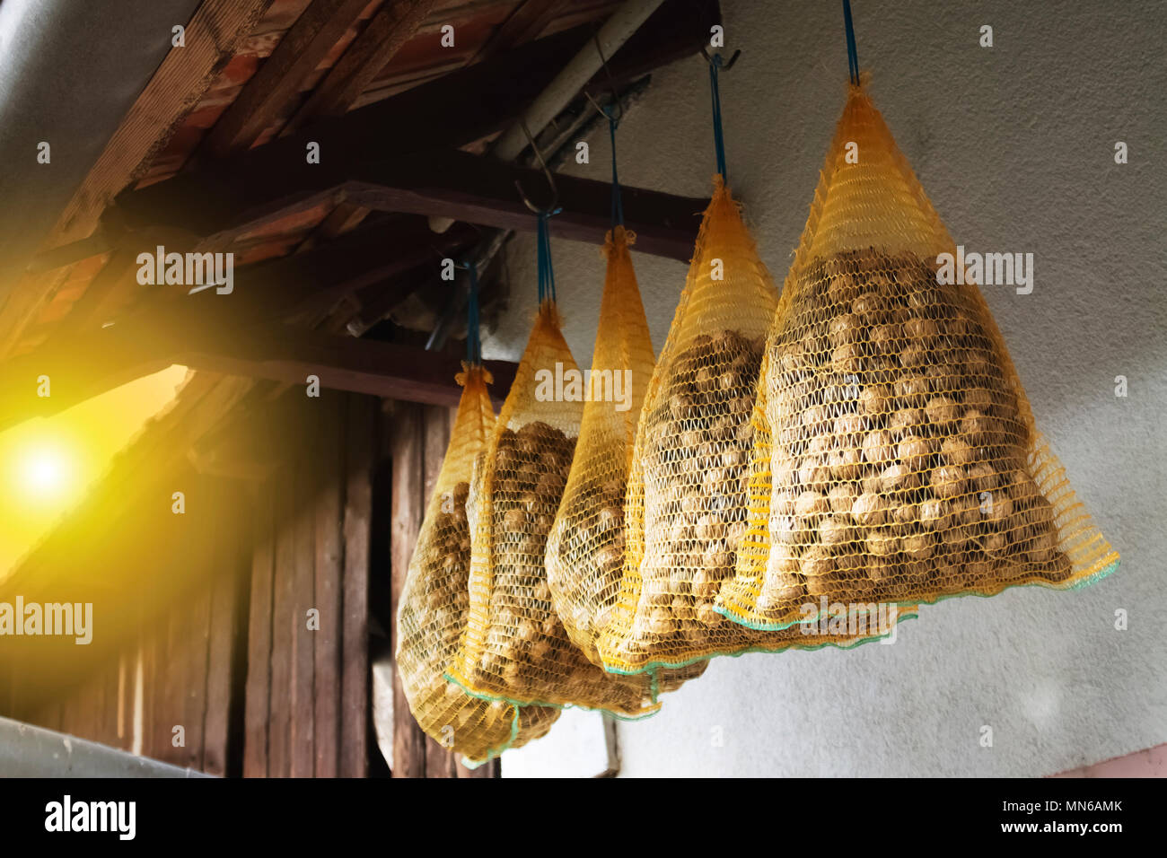 Fresh walnuts drying in yellow net bags on wooden grid under rooftop ...