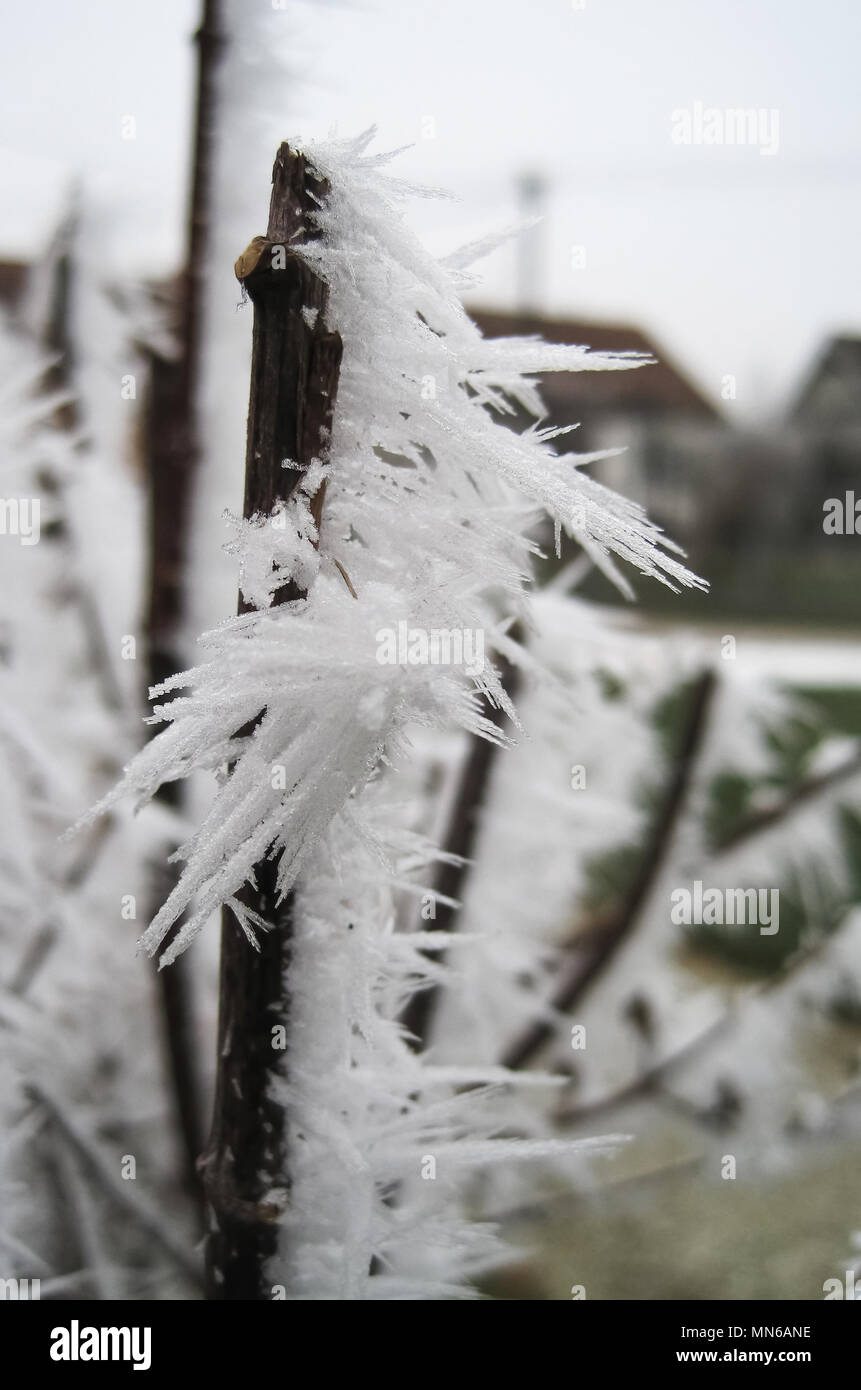 Frozen branch with huge white crystals holding on it|wind|winter Stock ...