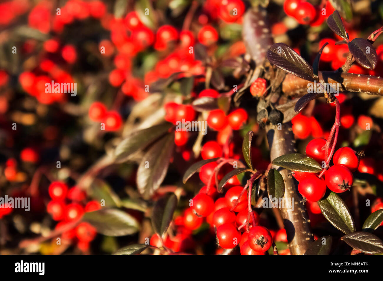 Bunch of red berries hi-res stock photography and images - Alamy