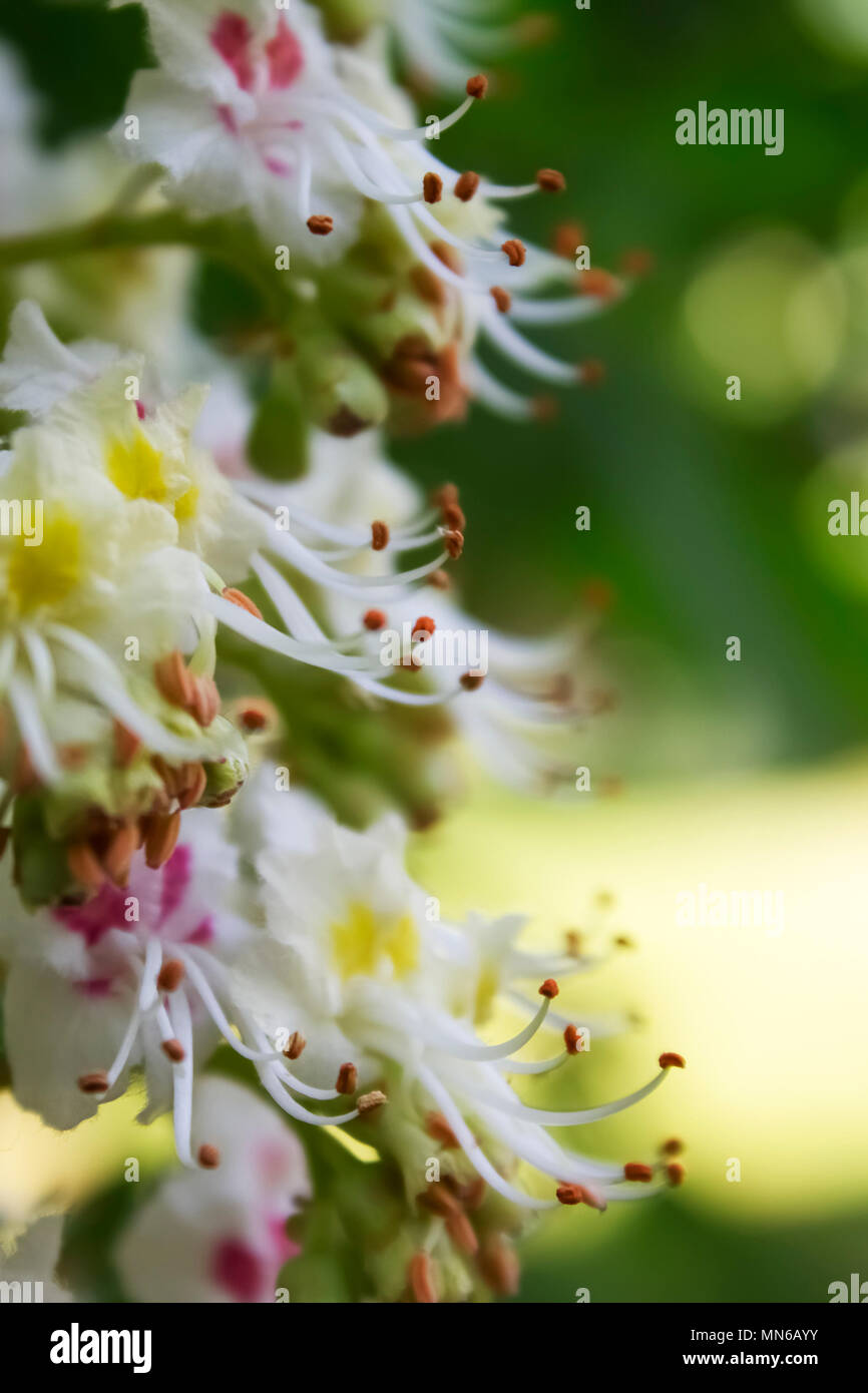 Closeup of white horse chestnut flower with many stamen and anthers ...