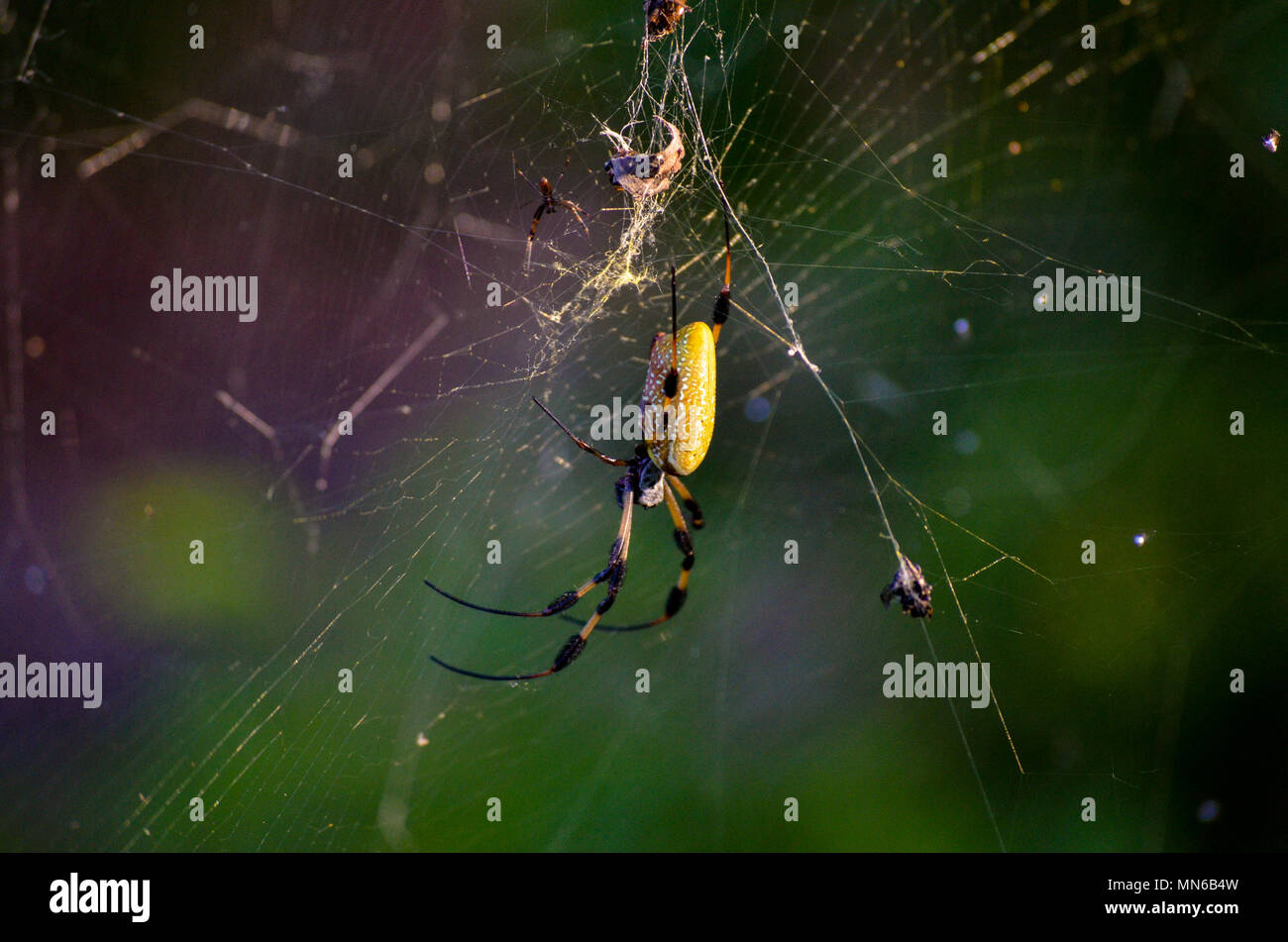 Tangled spider web hi-res stock photography and images - Alamy