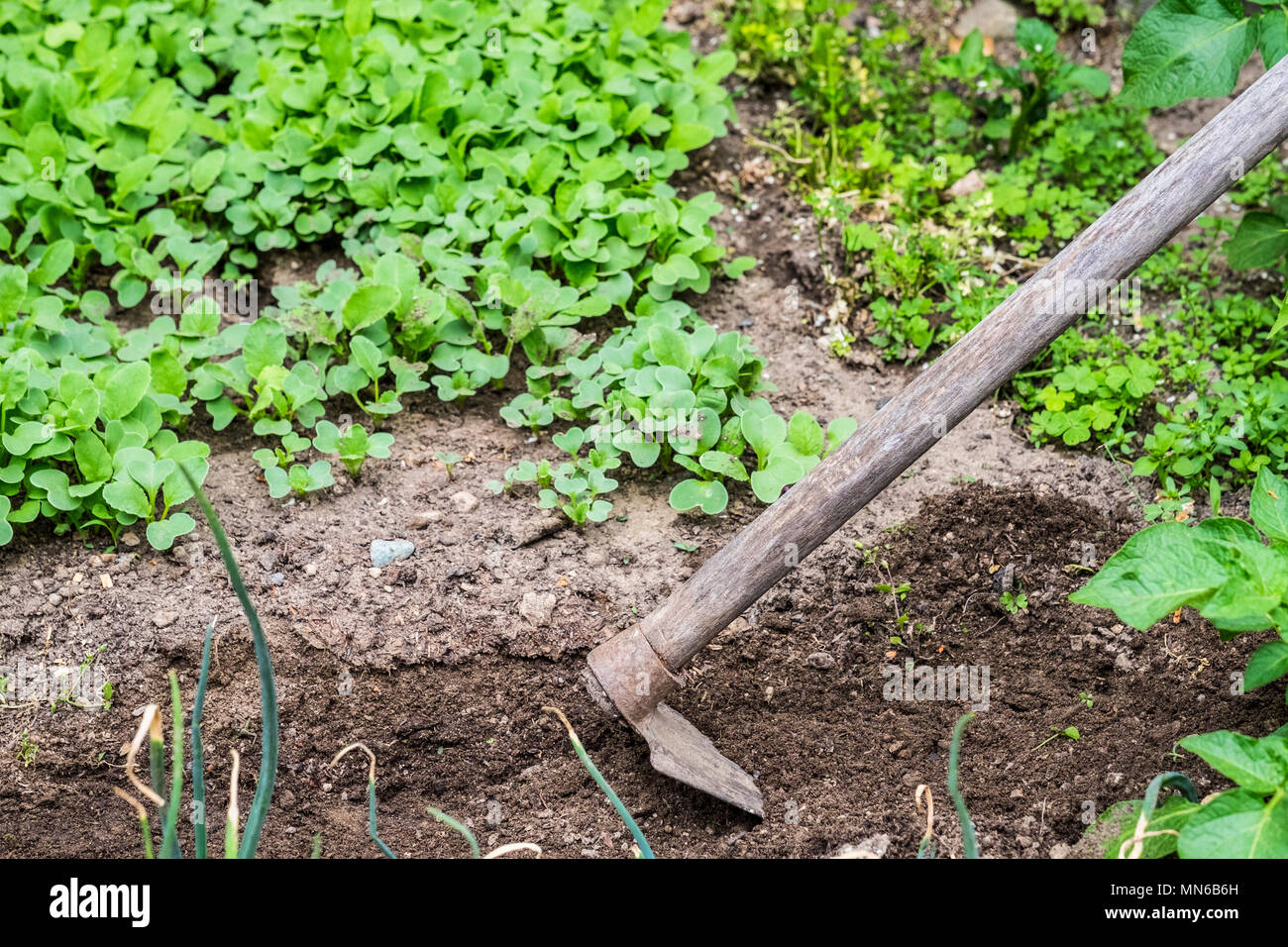 Healthy lige hi-res stock photography and images - Alamy