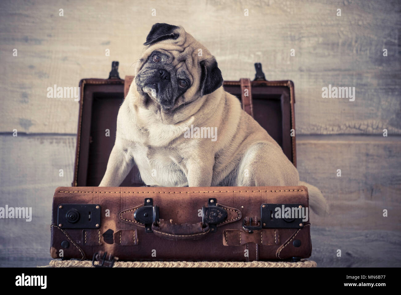 Dog Pick Up Like A Suitcase