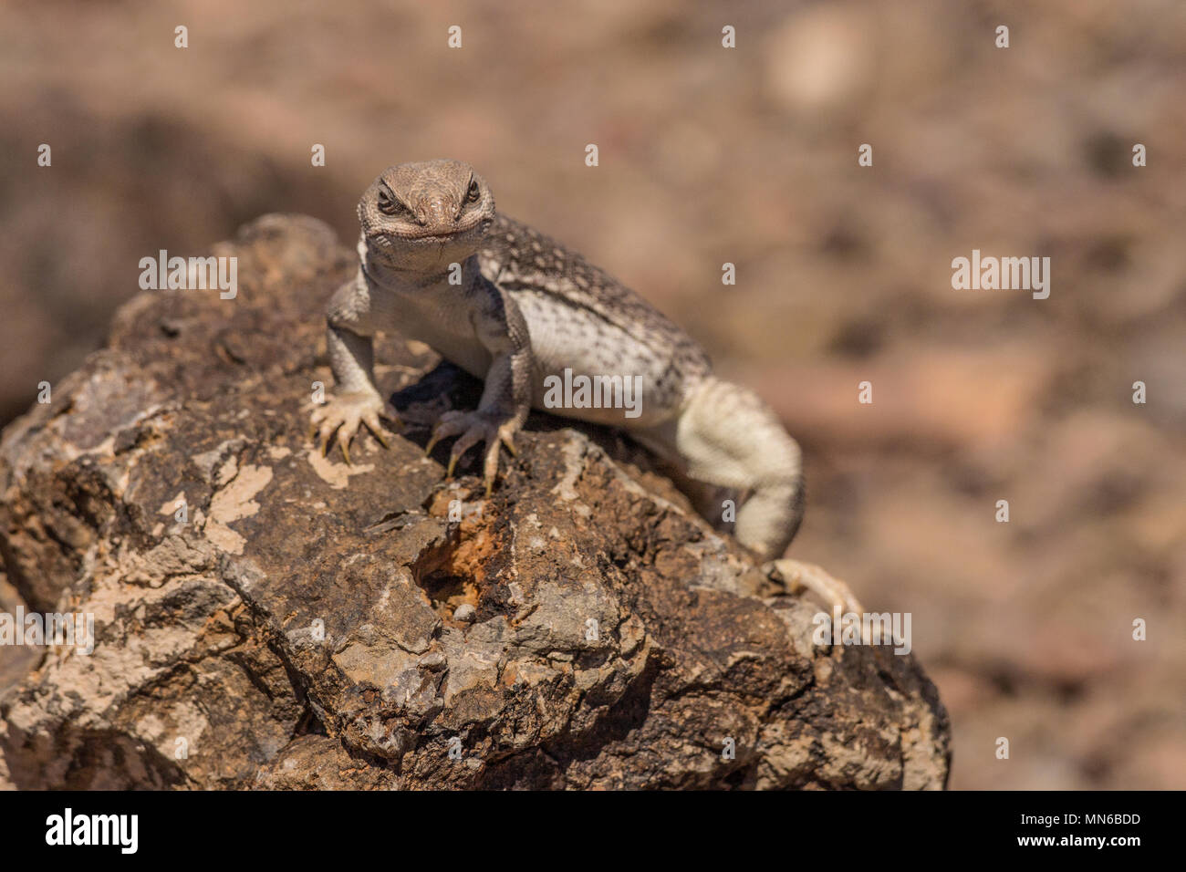 Desert Iguana climbing a rough rock Stock Photo - Alamy