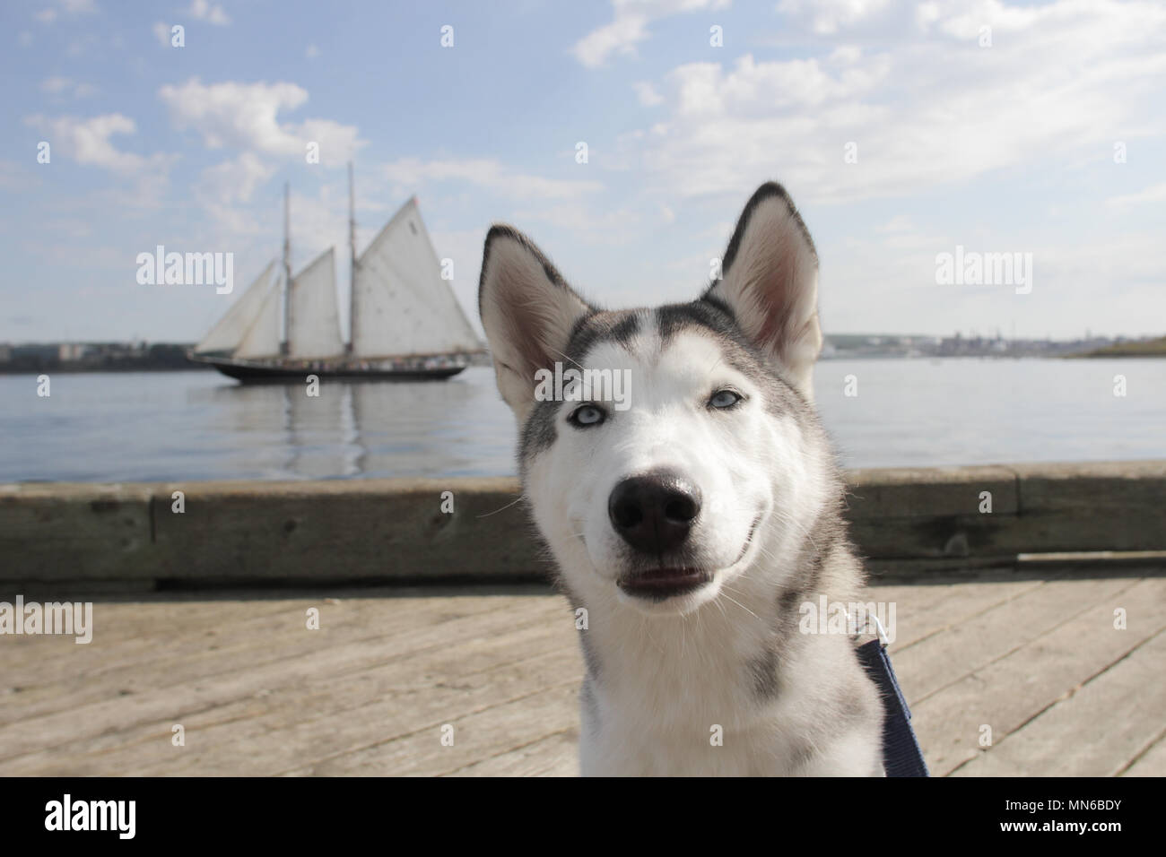 A Siberian Husky poses on the Halifax Waterfront with the Bluenose ...