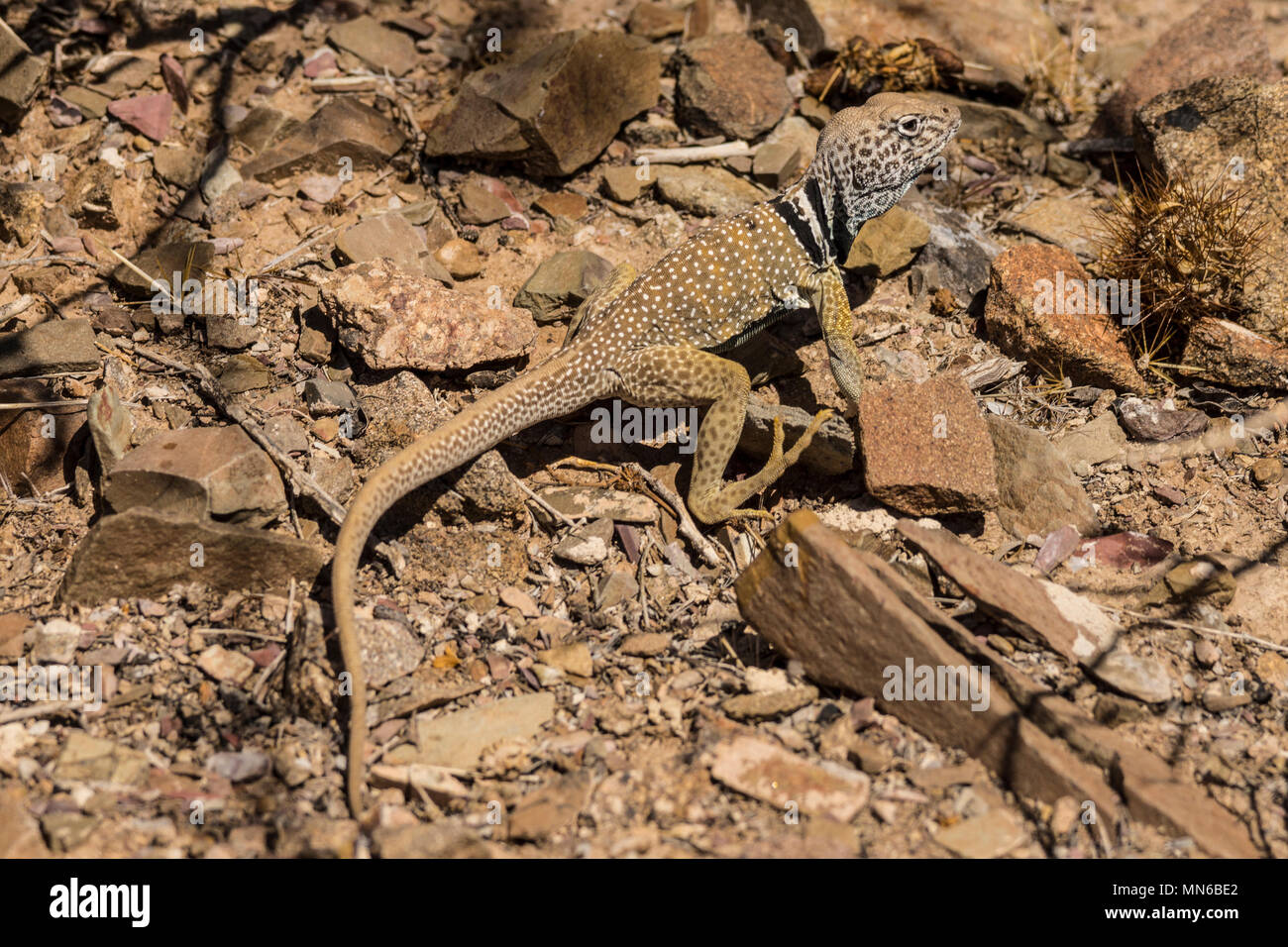 A Collard Lizard in Arizona USA Stock Photo - Alamy