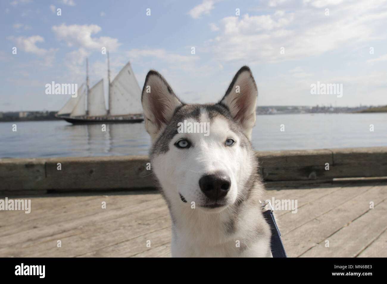 A Siberian Husky poses on the Halifax Waterfront with the Bluenose ...