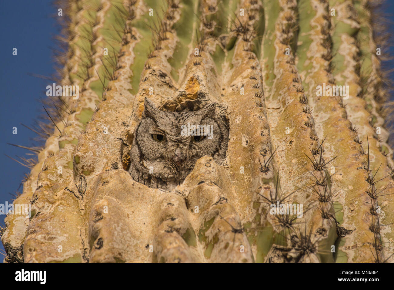 A Screech Owl looking out of his nest in a Saguaro Cactus Stock Photo ...